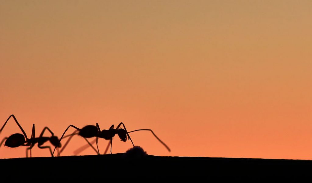 Should You Worry About Ants In Your Home? How To Find Their Entry Point ...