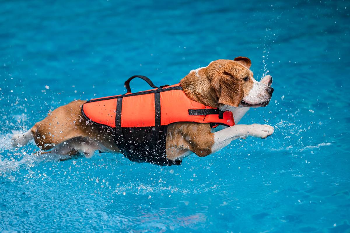 Tips for Safely Introducing Your Dog to the Pool